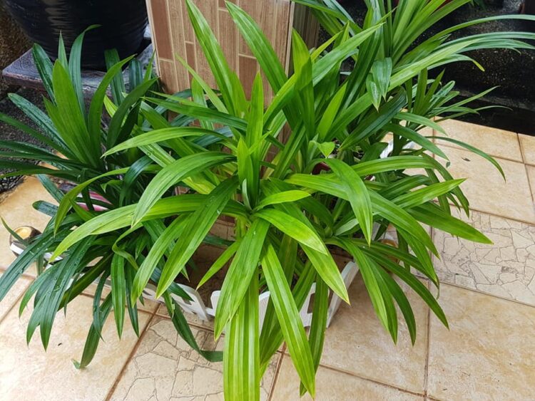 Cara Tanam Pandan Tanpa Tanah. Subur & Segar Merimbun. Boleh Cuba ...